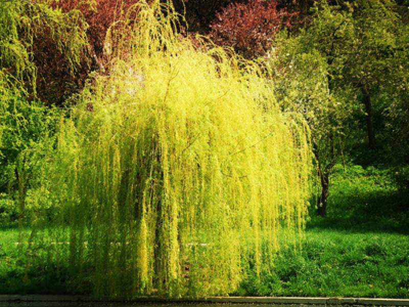 Turtle Creek Nursery and Landscaping - Trees Inventory