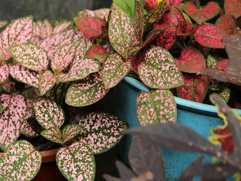 Turtle Creek Nursery and Landscaping - 4 pack Annuals Inventory